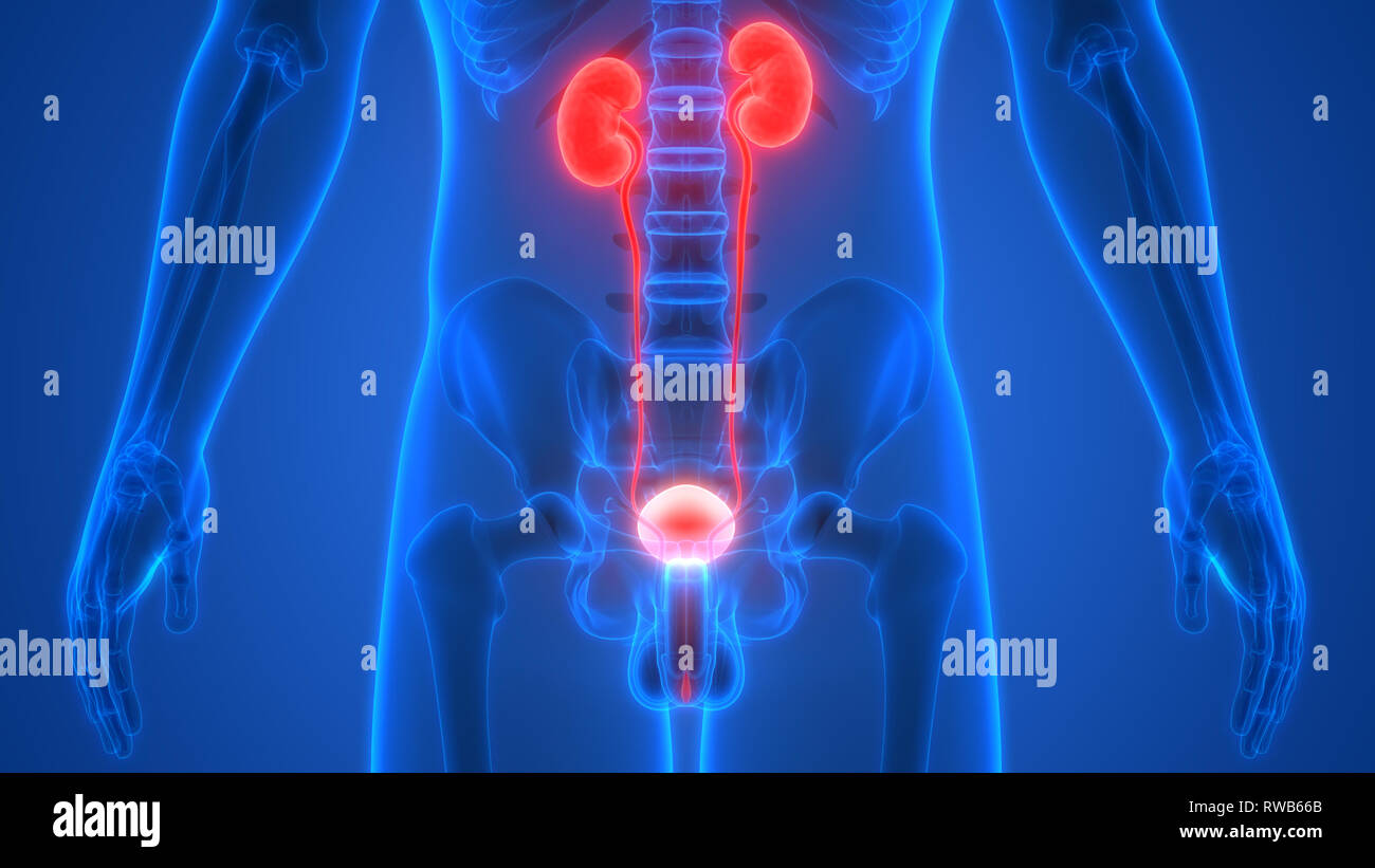 Human Urinary System Kidneys with Bladder Anatomy Stock Photo - Alamy