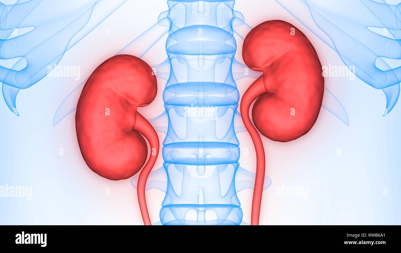 Human Urinary System Kidneys with Bladder Anatomy Stock Photo - Alamy