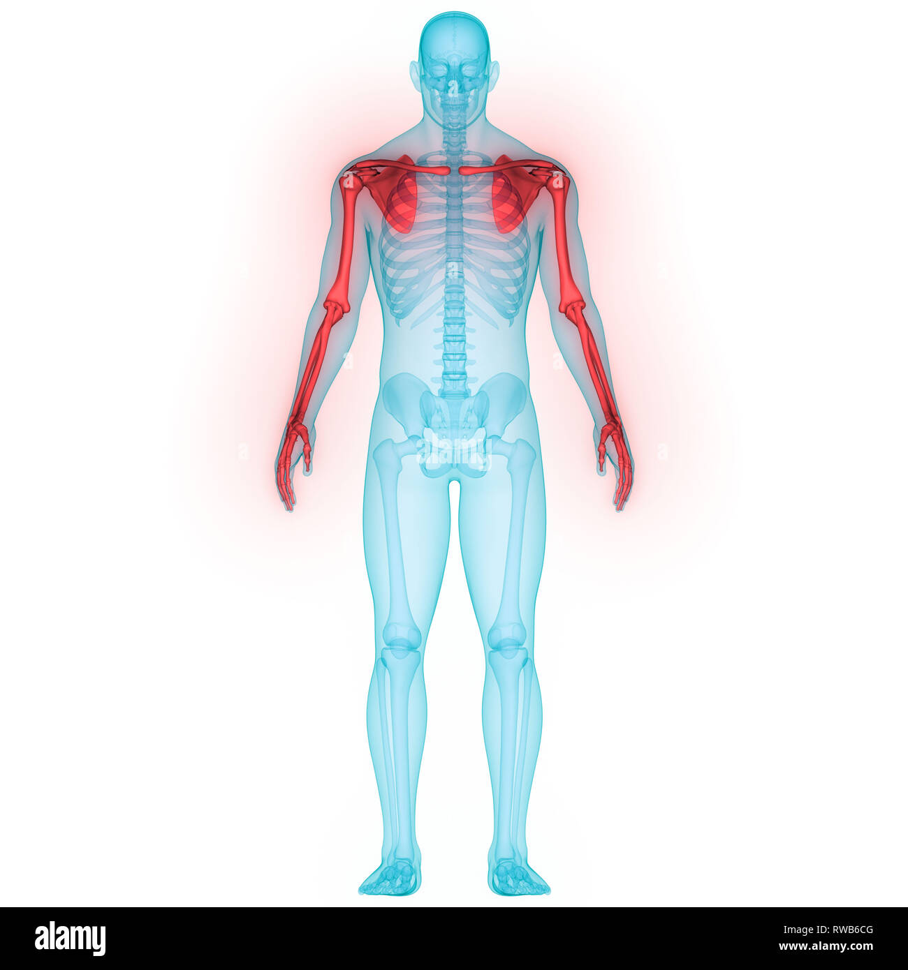Human Skeleton System Upper Limbs Anatomy Stock Photo - Alamy