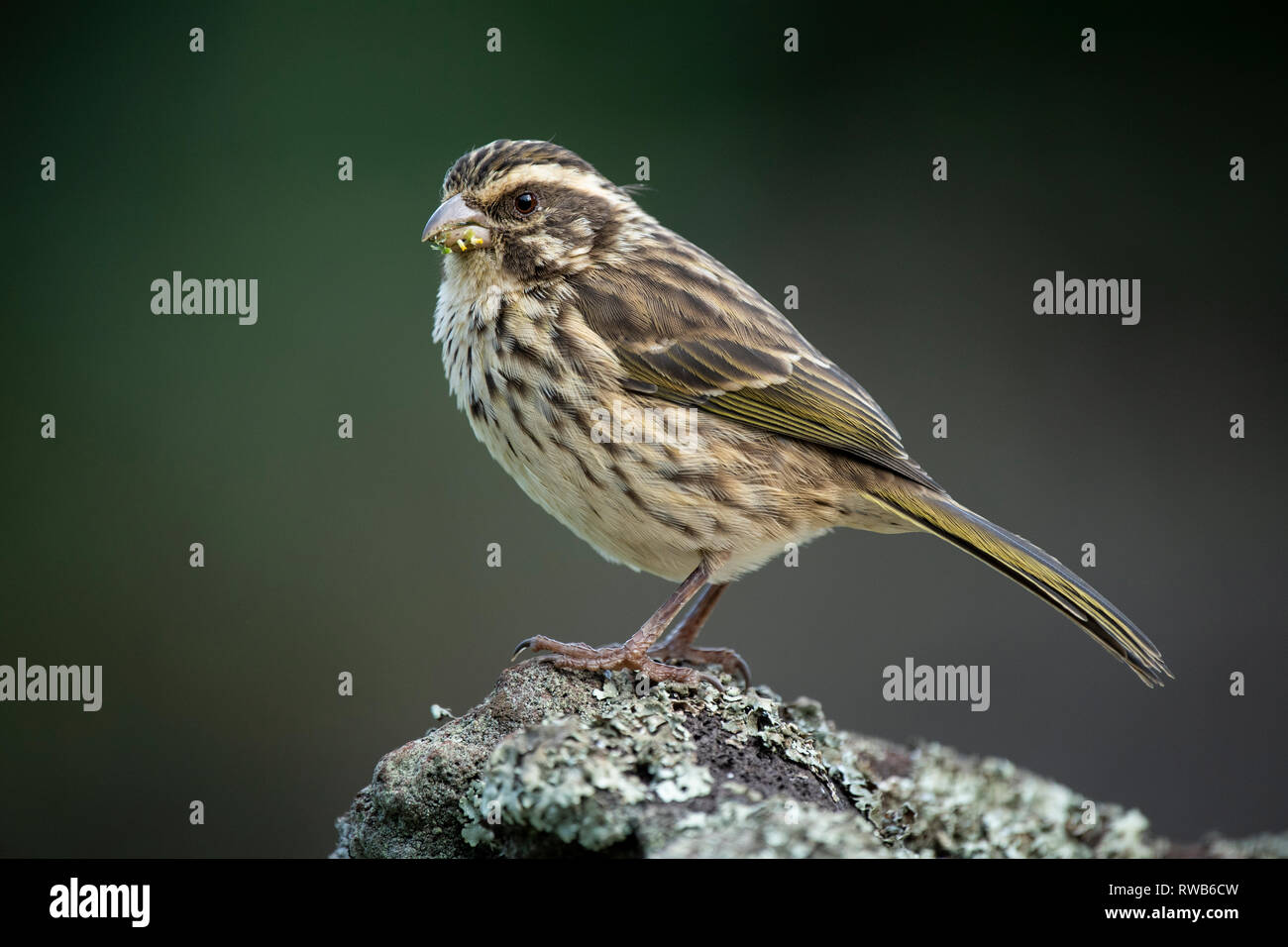 Streaky seedeater, Crithagra striolatus, Mgahinga Gorilla National Park ...