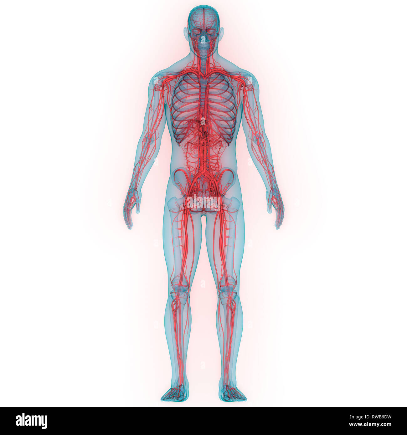 Human Nervous System Anatomy Stock Photo - Alamy