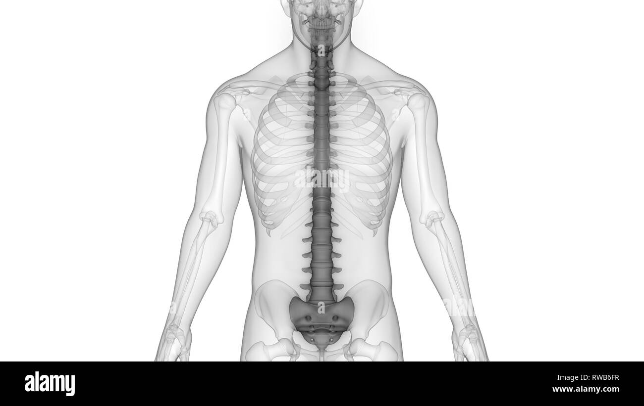 Human Skeleton System Vertebral Column Anatomy Stock Photo - Alamy