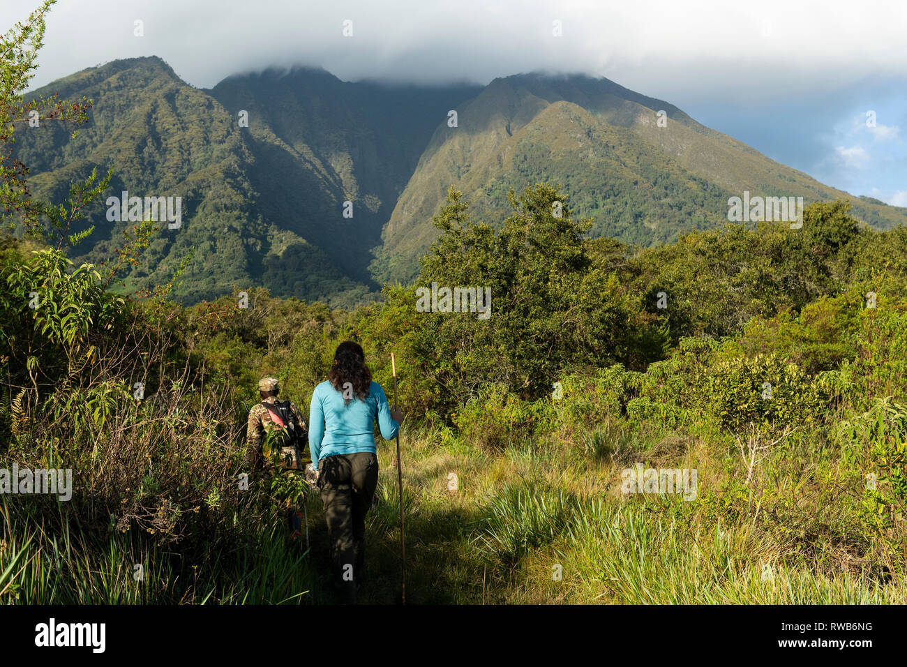 Tourist climbing Mount Sabyinyo, volcano in the Virunga Mountains ...
