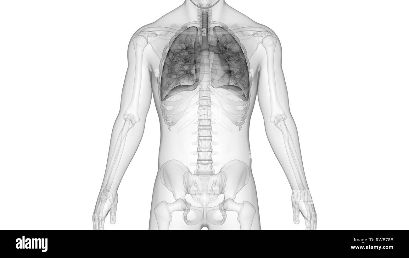 Human Respiratory System Lungs Anatomy Stock Photo - Alamy