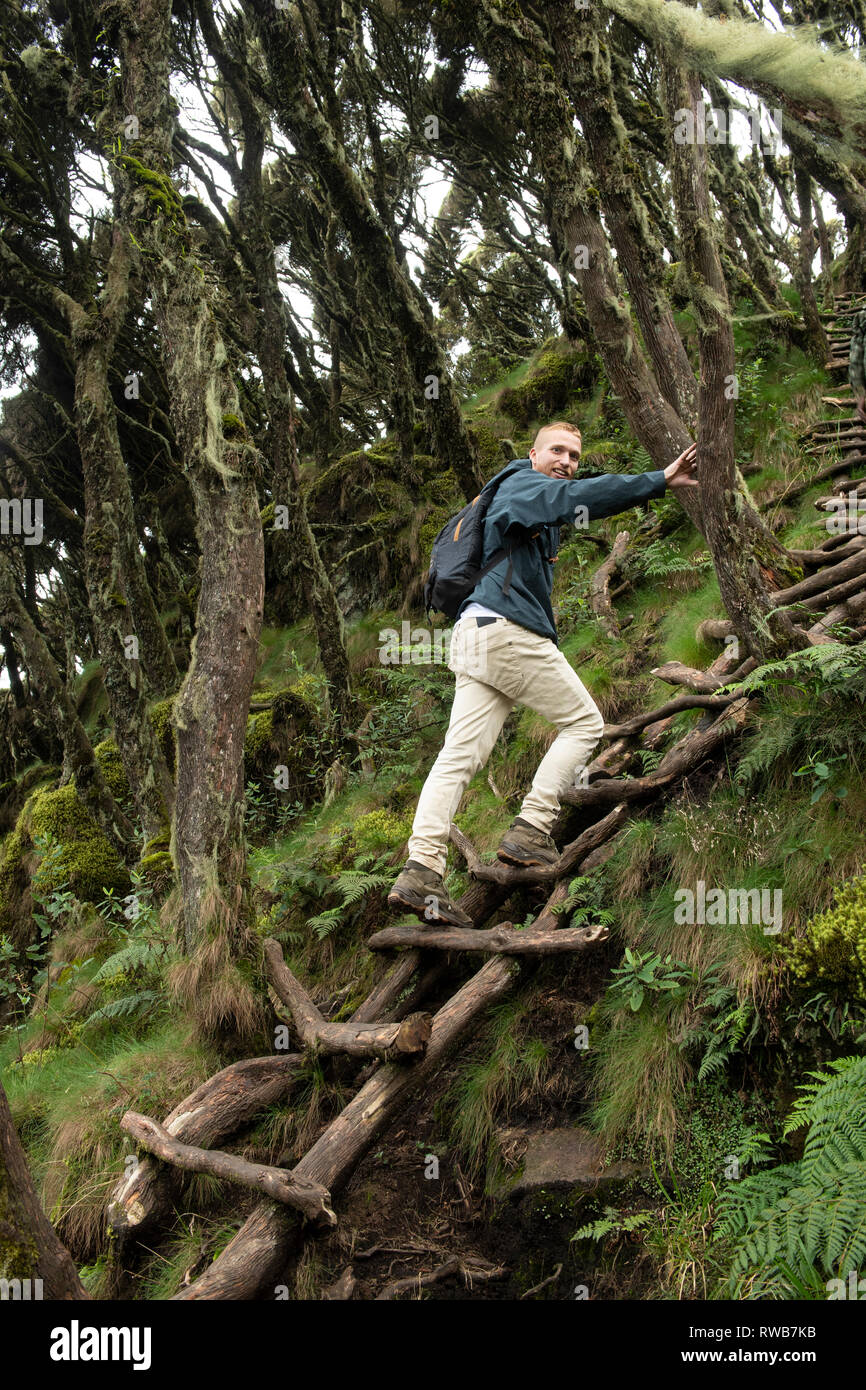 Tourist climbing Mount Sabyinyo, volcano in the Virunga Mountains ...