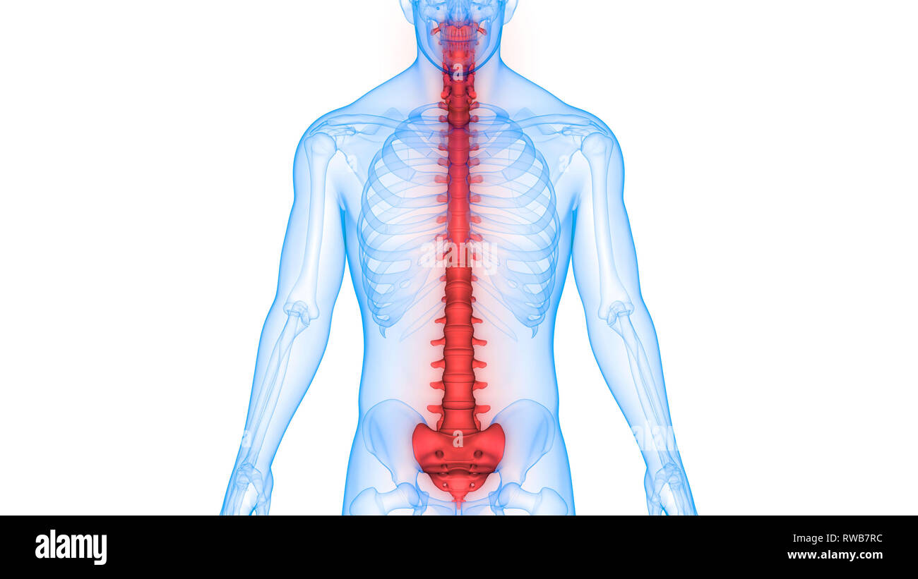Human Skeleton System Vertebral Column Anatomy Stock Photo - Alamy