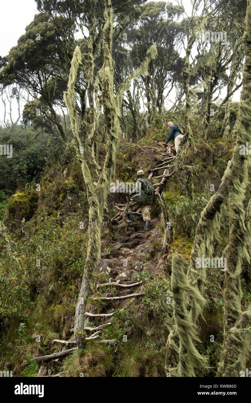 Tourist climbing Mount Sabyinyo, volcano in the Virunga Mountains ...