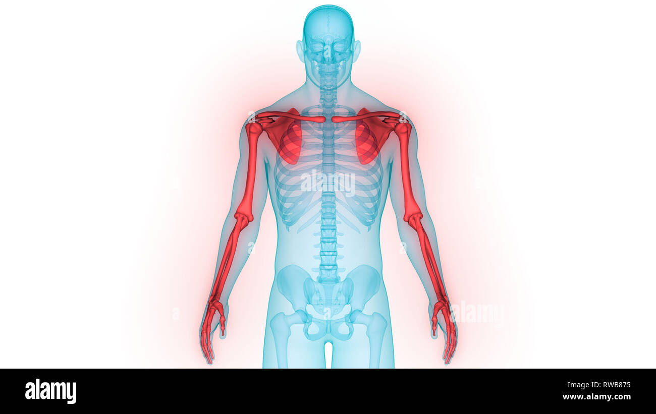 Human Skeleton System Upper Limbs Anatomy Stock Photo - Alamy