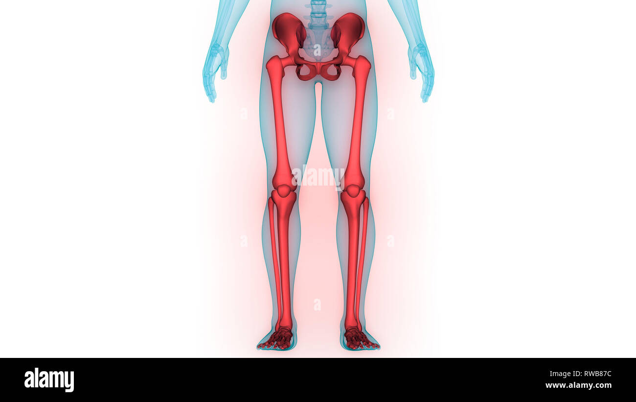 Human Skeleton System Lower Limbs Anatomy Stock Photo - Alamy