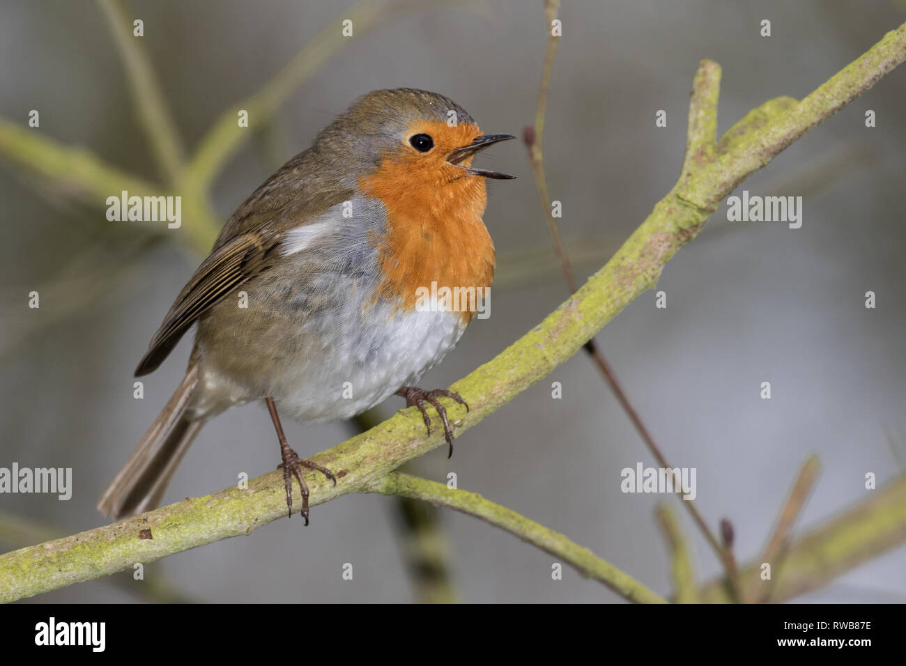 Song of spring hi-res stock photography and images - Alamy
