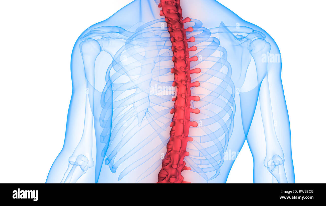 Human Skeleton System Vertebral Column Anatomy Stock Photo - Alamy