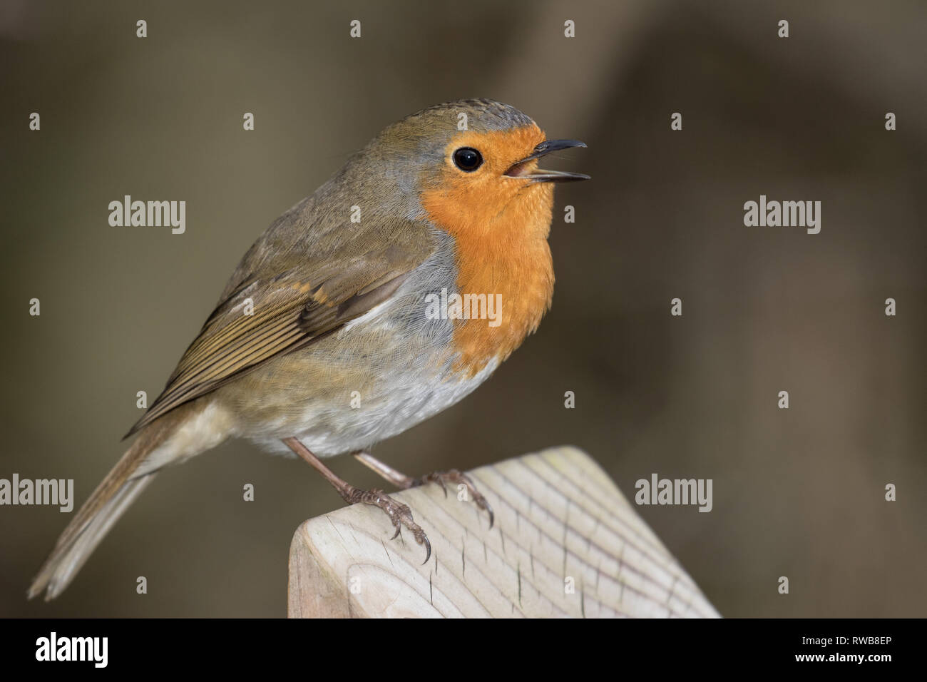 Song spring hi-res stock photography and images - Alamy