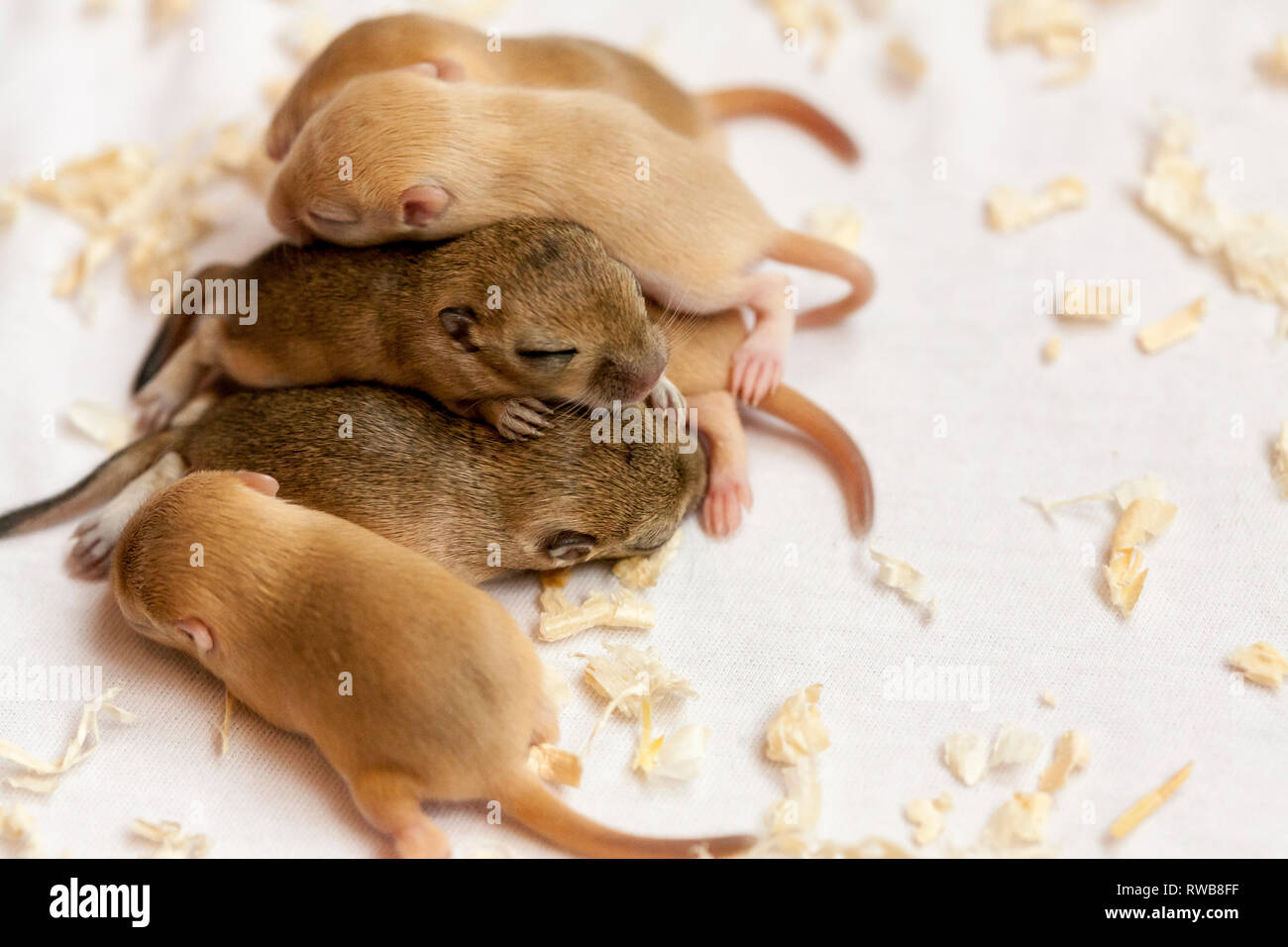 Little cute mice babies sleeping huddled together. Macro image Stock ...