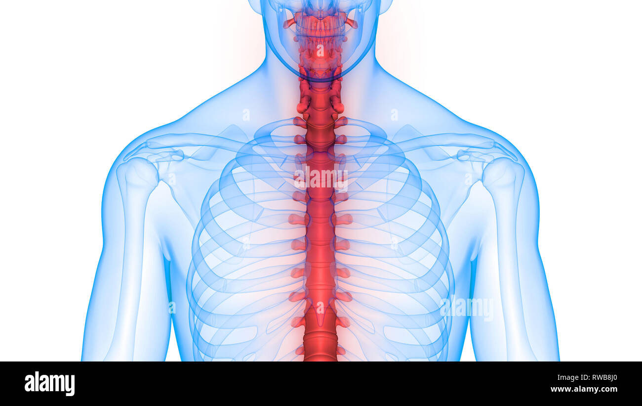 Human Skeleton System Vertebral Column Anatomy Stock Photo - Alamy