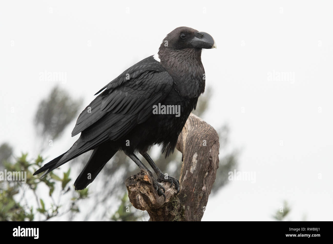 African white necked raven hi-res stock photography and images - Alamy
