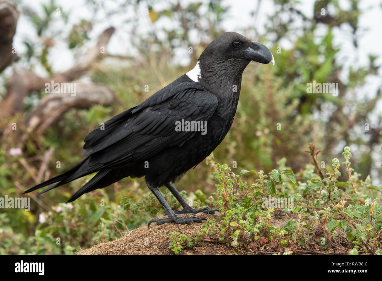 White-necked raven, Corvus albicollis, Mgahinga Gorilla National Park ...