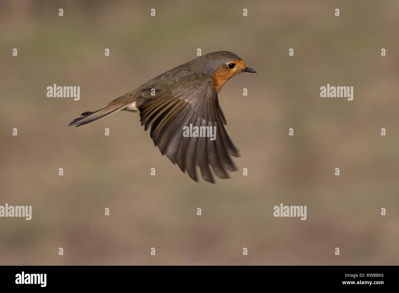 Flying robin hi-res stock photography and images - Alamy