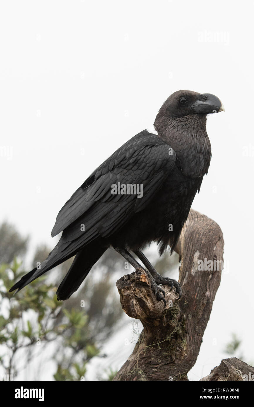 African white necked raven hi-res stock photography and images - Alamy
