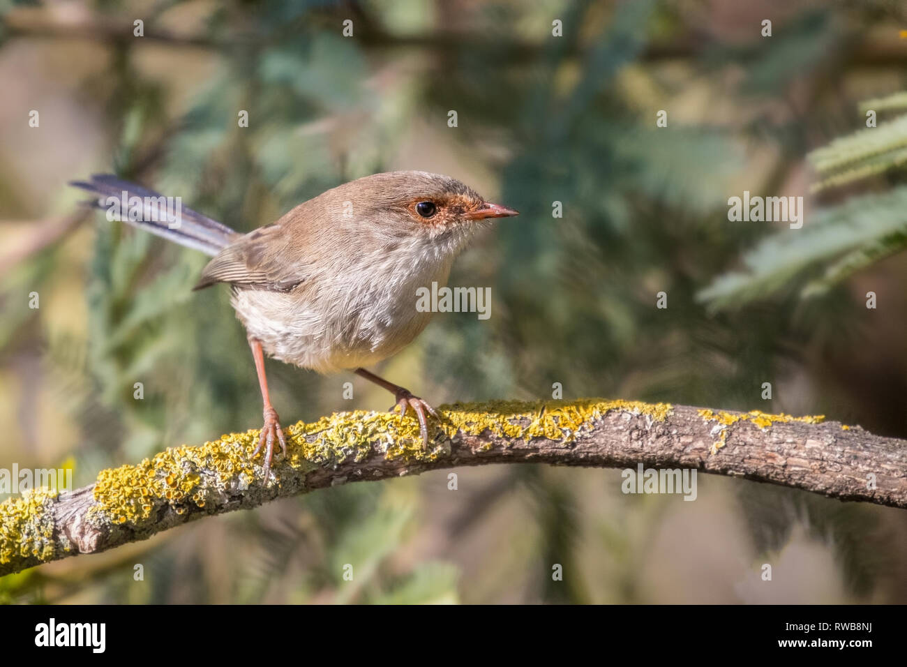 Blue wren hi-res stock photography and images - Alamy