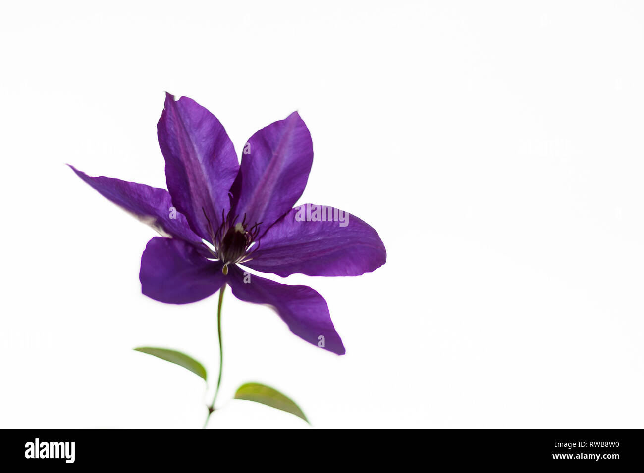 Violet flower on the white background. Soft, gentle, airy, elegant ...