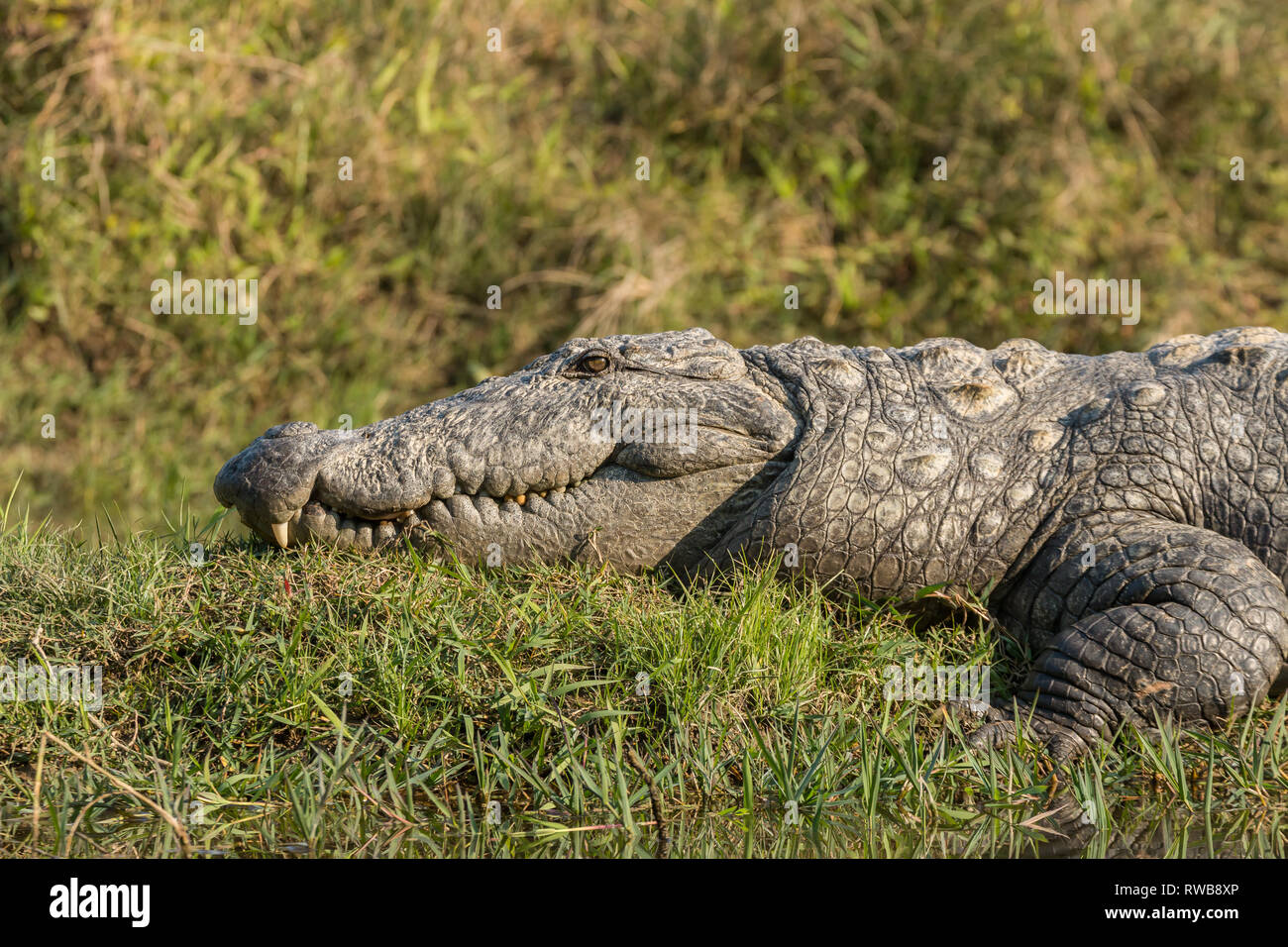 Mugger crocodile (Crocodylus palustris) in Chitwan National Park, Nepal ...