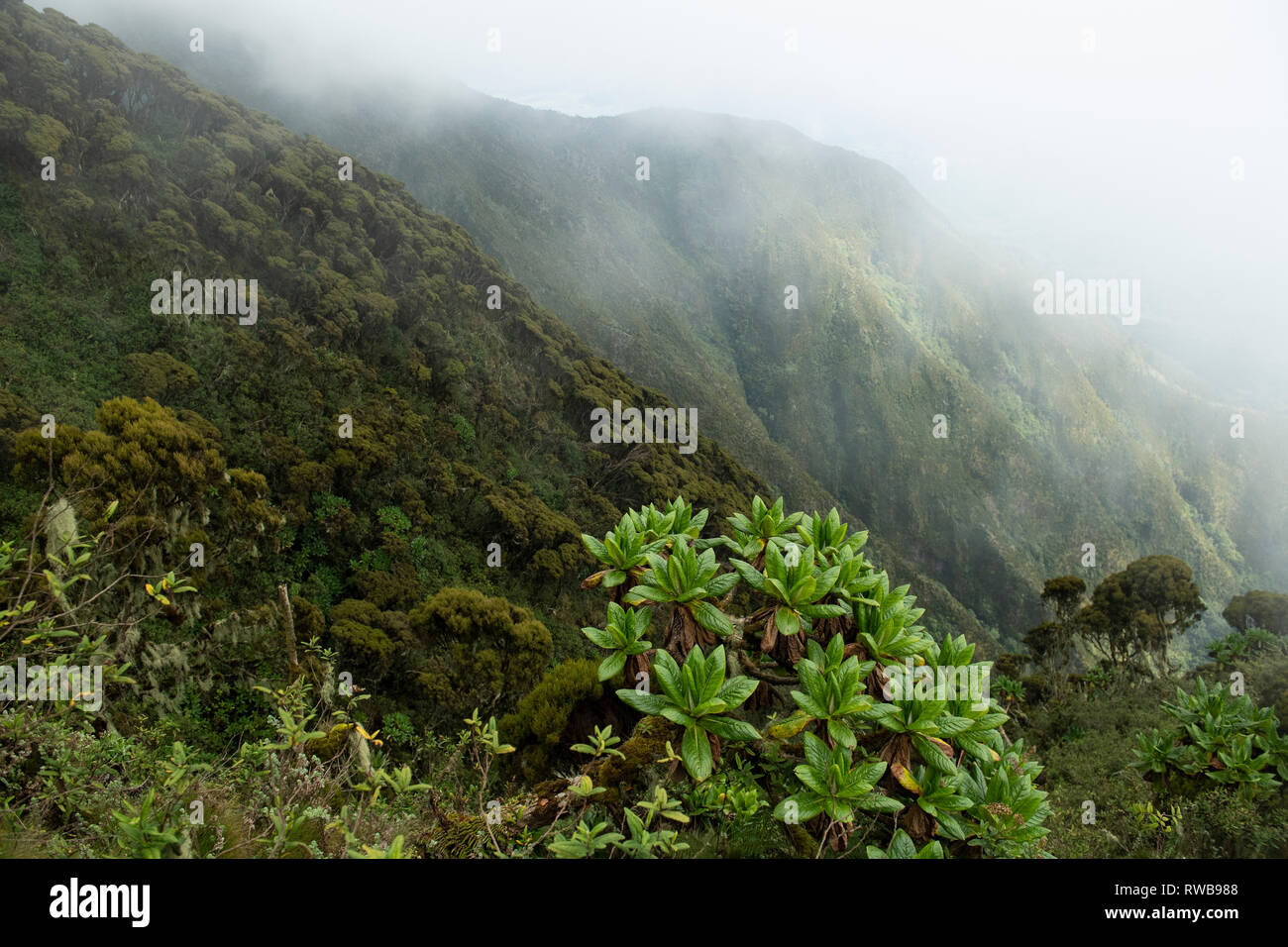 Mountain view in mist on the Mount Sabyinyo climb in the Virunga ...