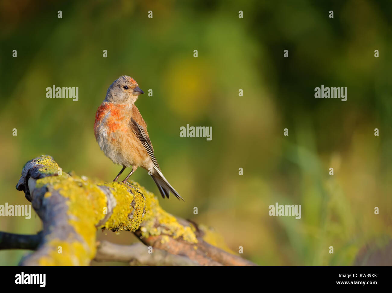Linnets in summer hi-res stock photography and images - Alamy
