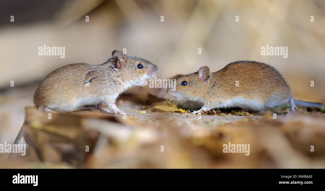 Field mouse burrow hi-res stock photography and images - Alamy
