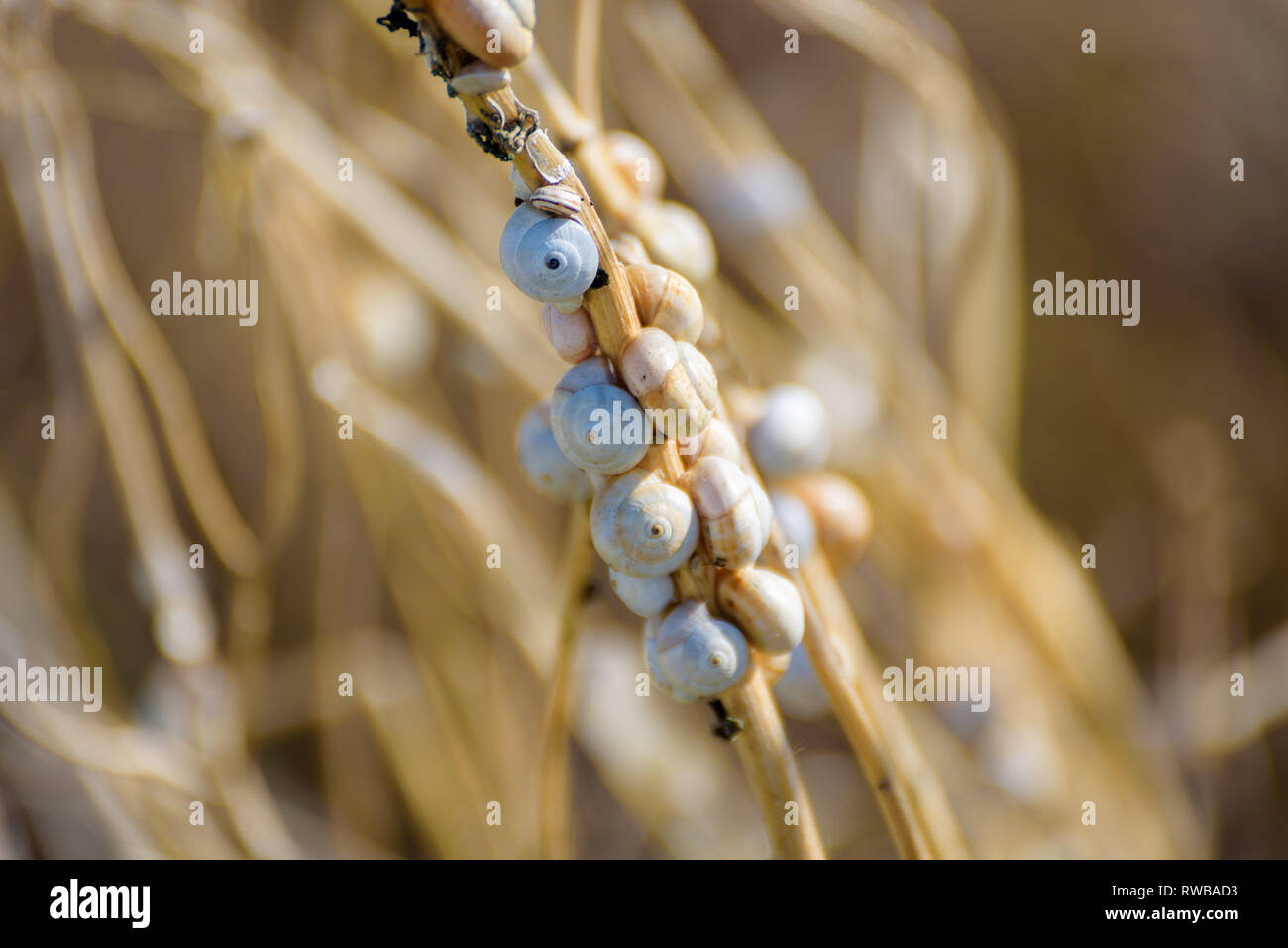 Cluster of snails stuck to a plant in the Sicilian countryside. Sicily ...