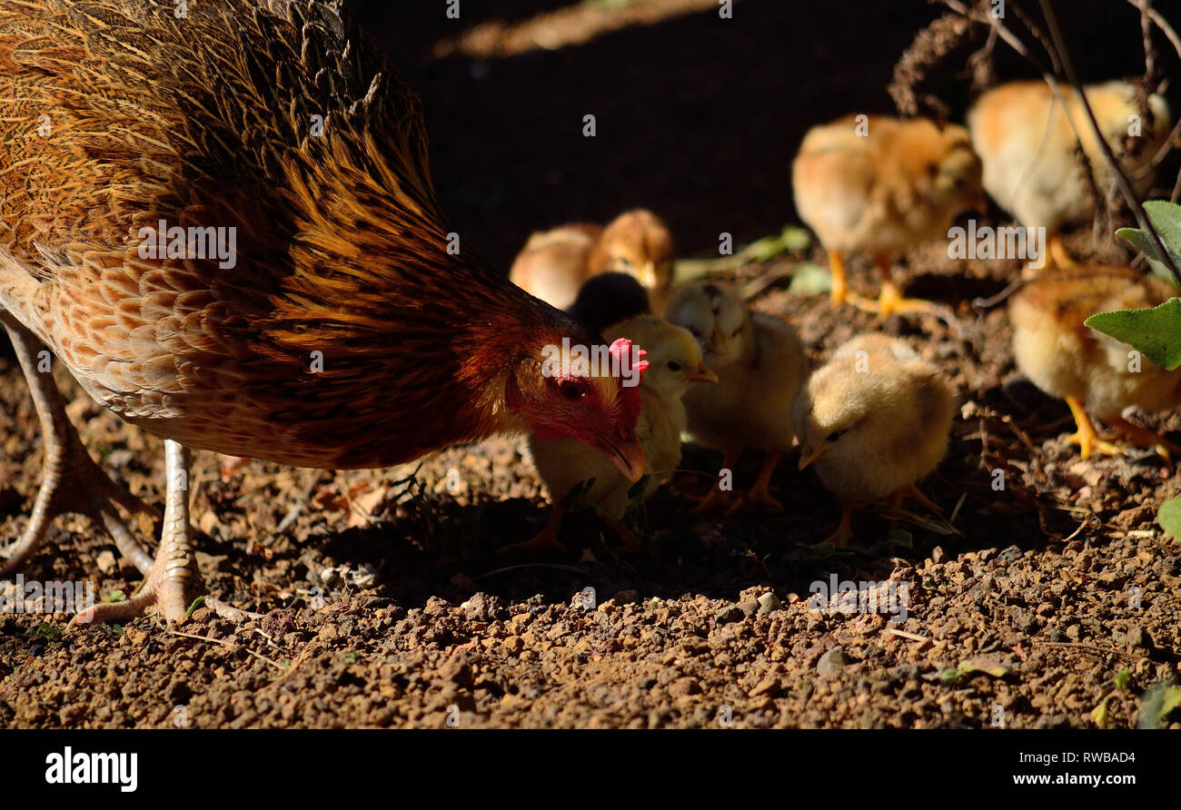Hen with the little chicks looking for small insects on the ground ...