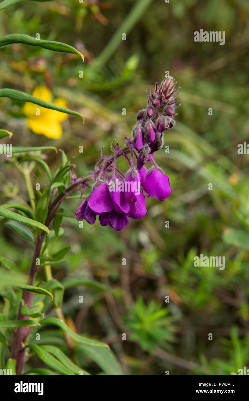 Uganda flower hi-res stock photography and images - Alamy