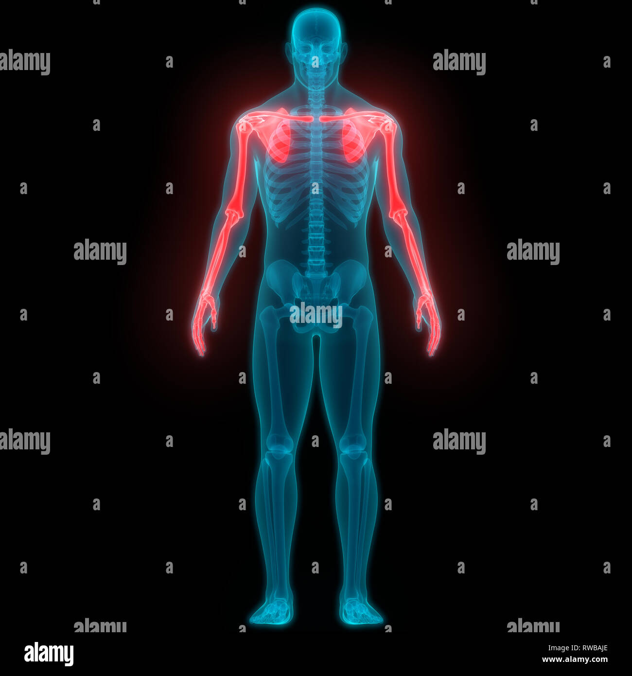 Human Skeleton System Upper Limbs Anatomy Stock Photo - Alamy