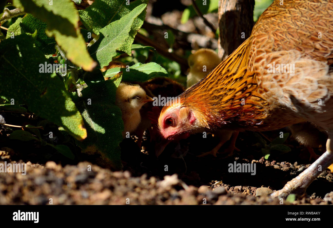 Hen with the chicks between the plants and looking for small insects to ...