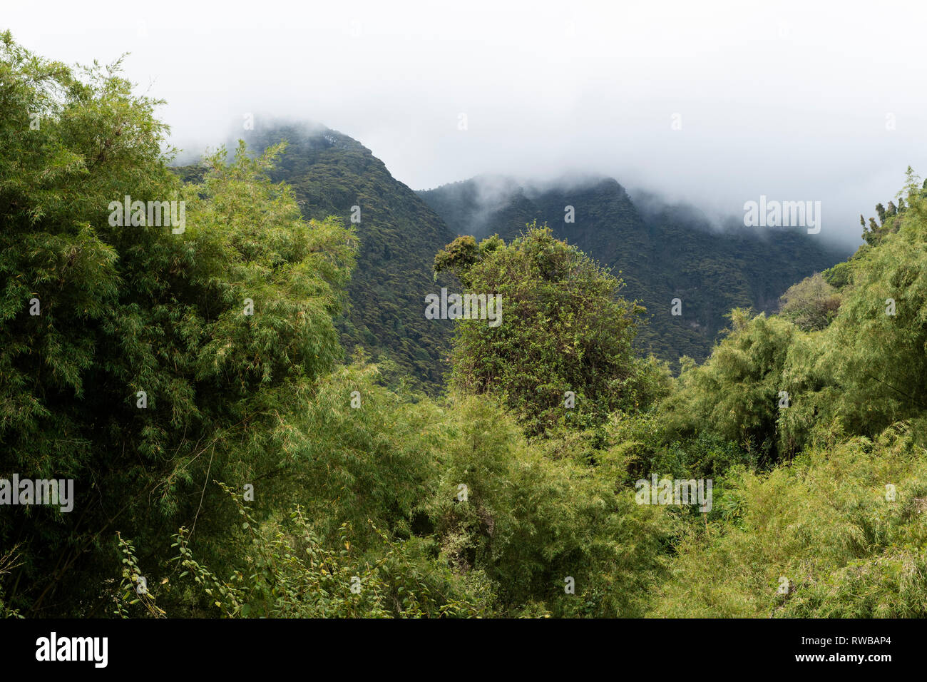 Bamboo on the slopes of Mount Sabyinyo, volcano in the Virunga ...