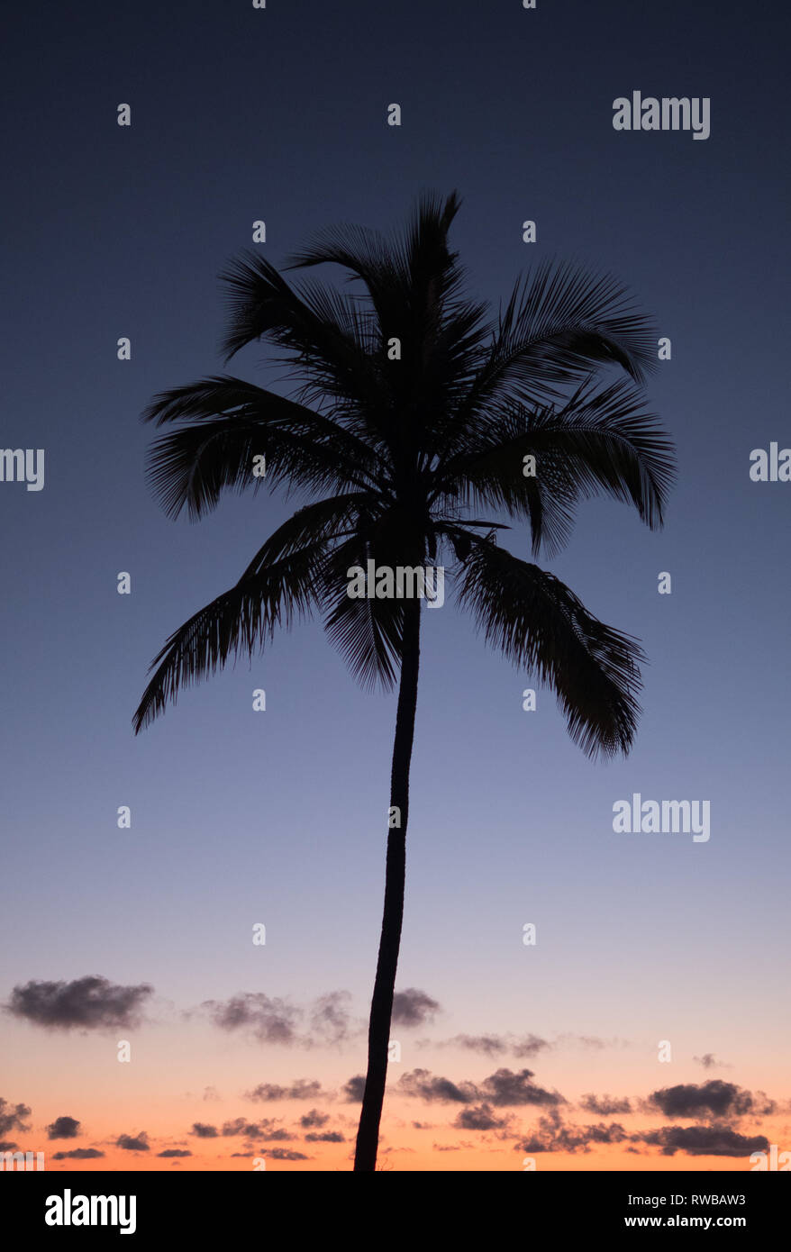 Palm Tree at Sunset, Eleuthera, The Bahamas, The Caribbean Stock Photo ...