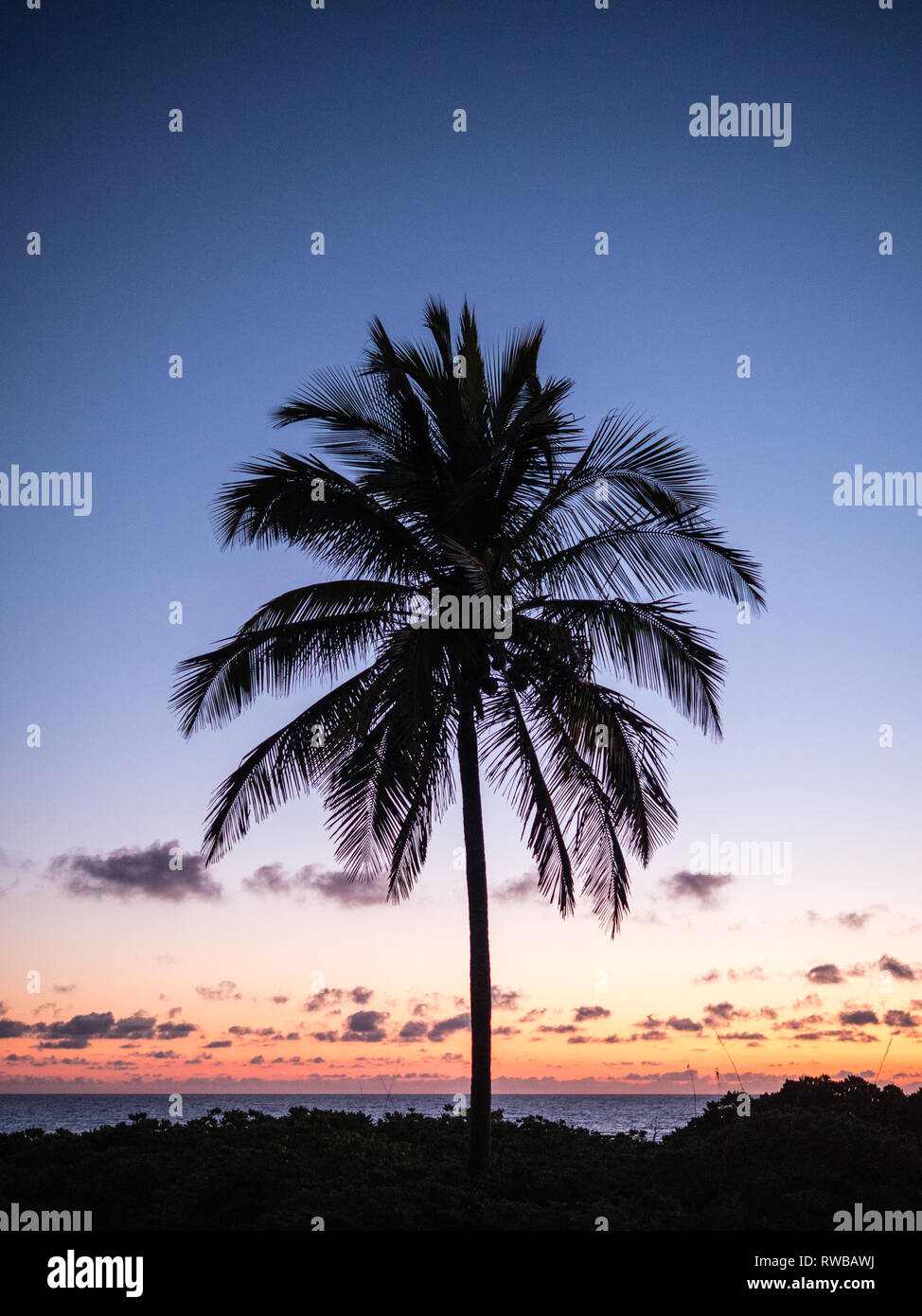 Palm Tree at Sunset, Eleuthera, The Bahamas, The Caribbean Stock Photo ...