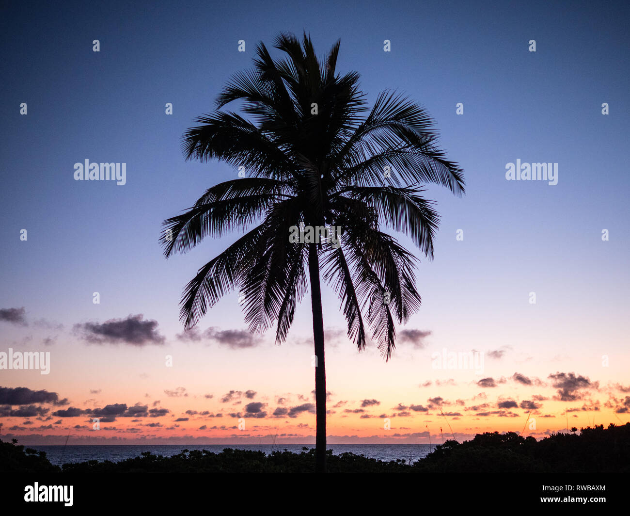 Palm Tree at Sunset, Eleuthera, The Bahamas, The Caribbean Stock Photo ...