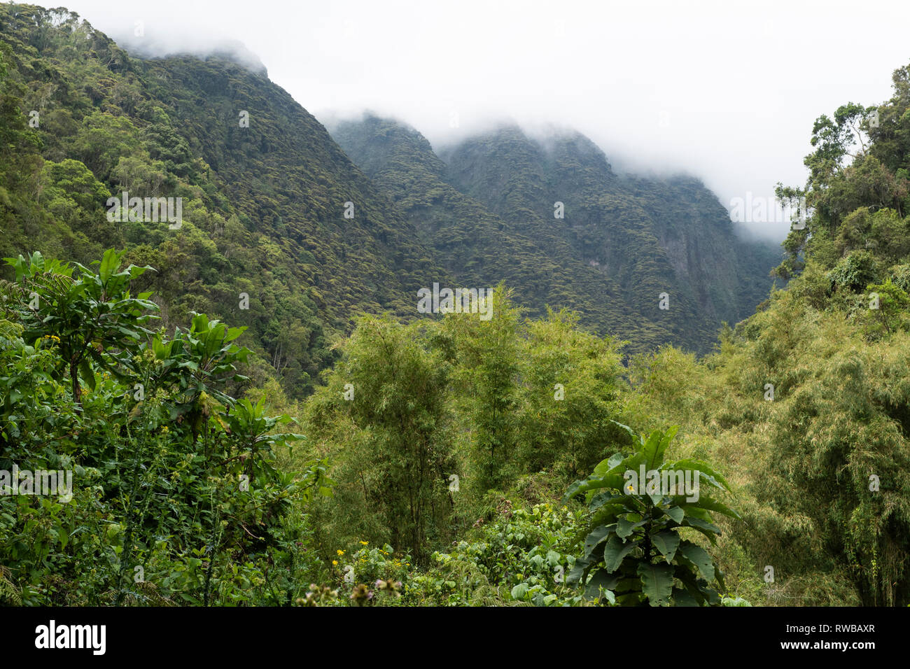 Sabyinyo gorge on Sabyinyo volcano in the Virunga Mountains, Mgahinga ...