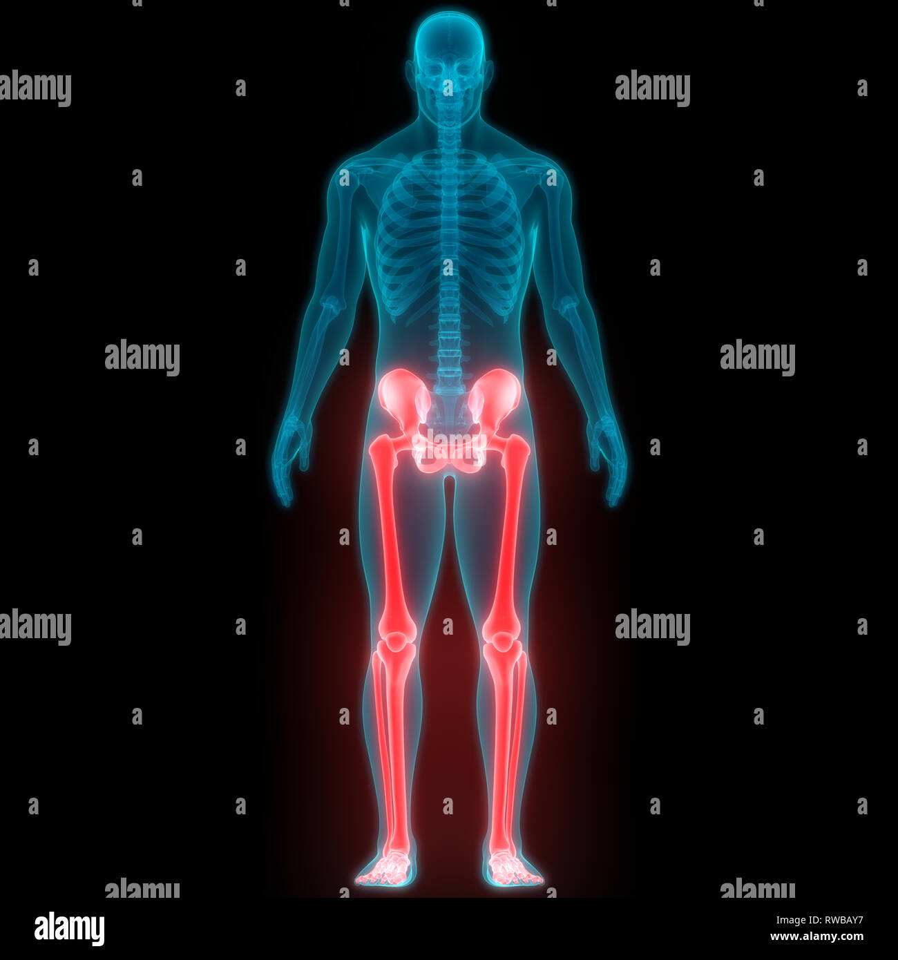 Human Skeleton System Lower Limbs Anatomy Stock Photo - Alamy