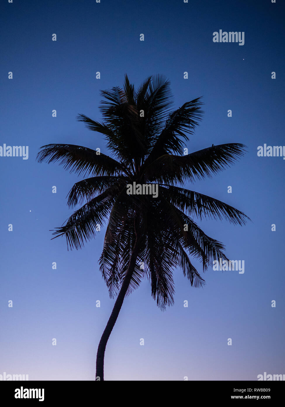 Palm Tree at Sunset, Eleuthera, The Bahamas, The Caribbean Stock Photo ...
