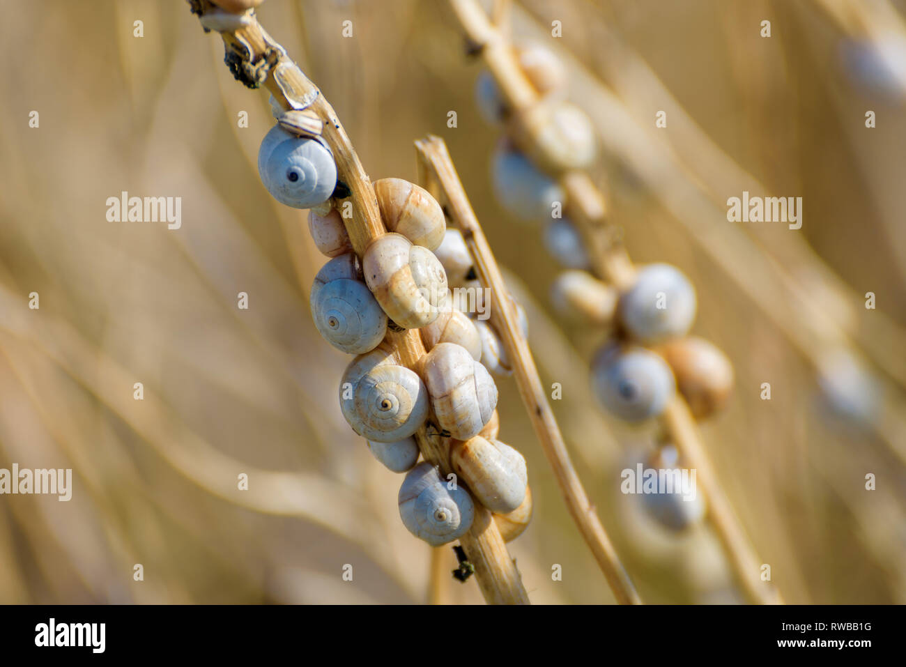 Cluster of snails stuck to a plant in the Sicilian countryside. Sicily ...