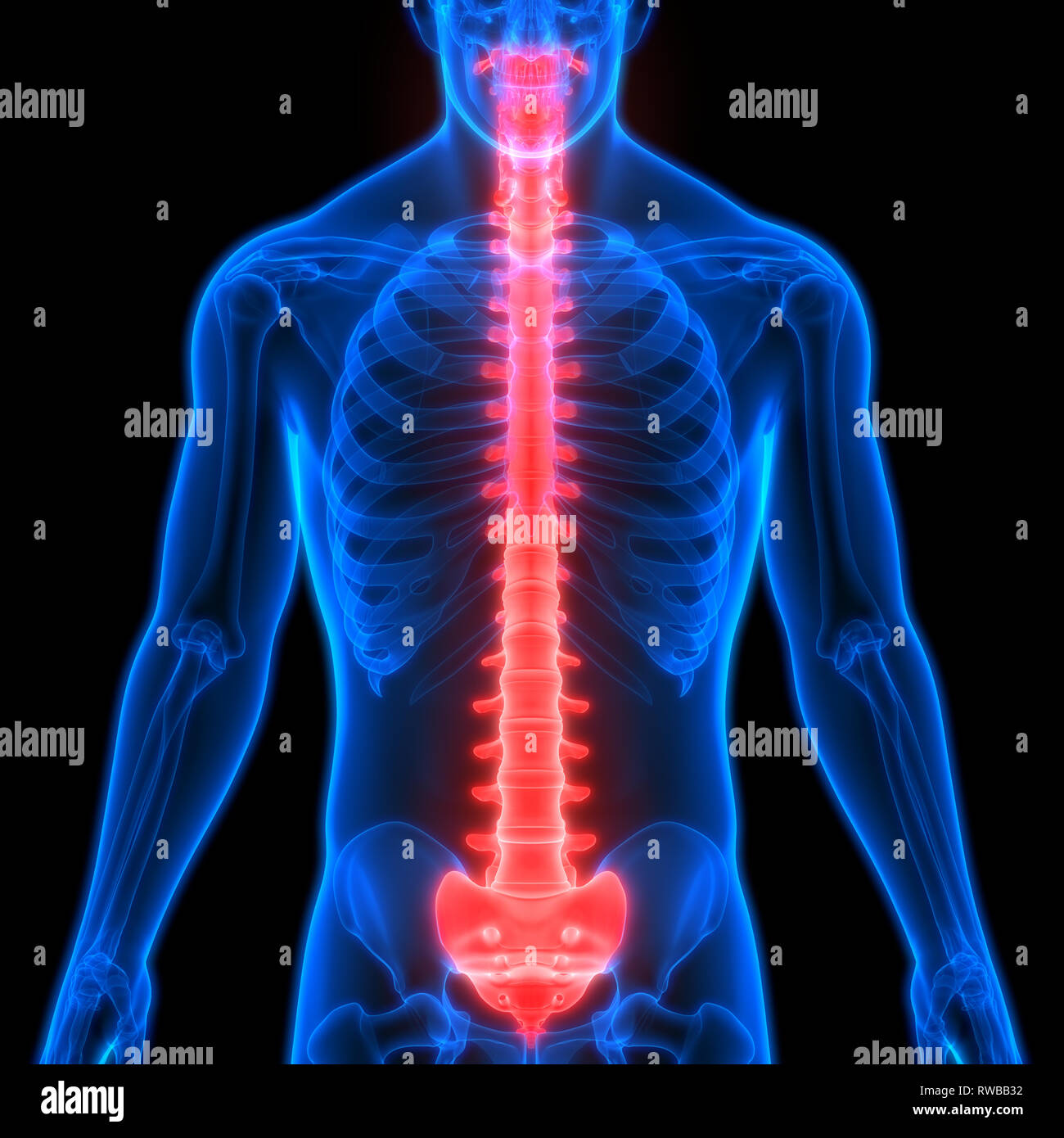 Human Skeleton System Vertebral Column Anatomy Stock Photo - Alamy
