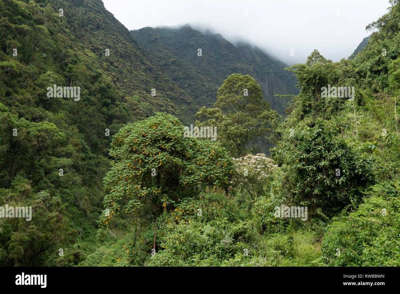 Sabyinyo gorge on Sabyinyo volcano in the Virunga Mountains, Mgahinga ...