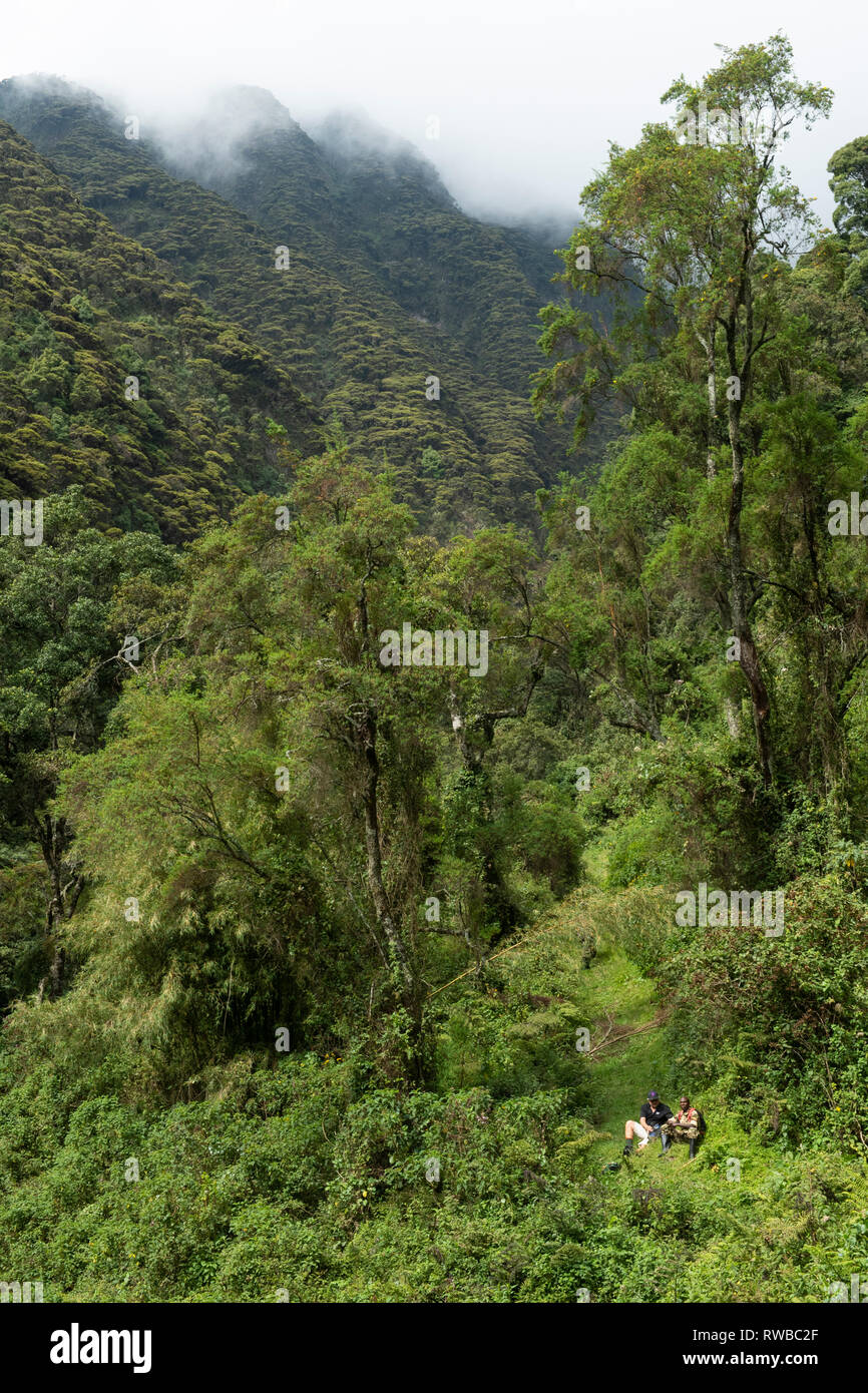 Tourist in Sabyinyo gorge on Sabyinyo volcano in the Virunga Mountains ...