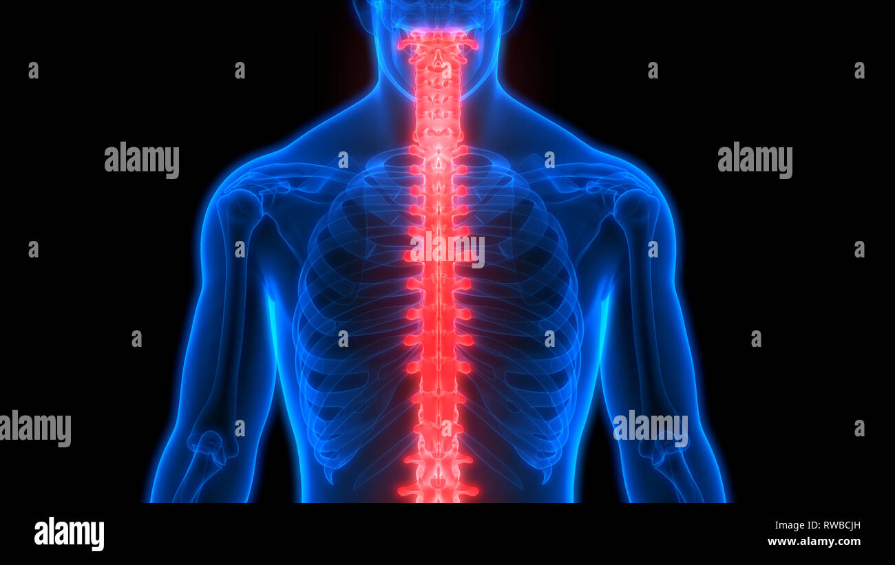 Human Skeleton System Vertebral Column Anatomy Stock Photo - Alamy