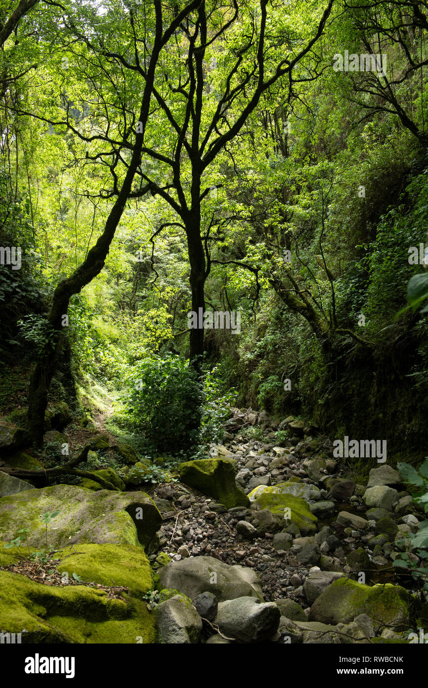 Sabyinyo gorge on Sabyinyo volcano in the Virunga Mountains, Mgahinga ...