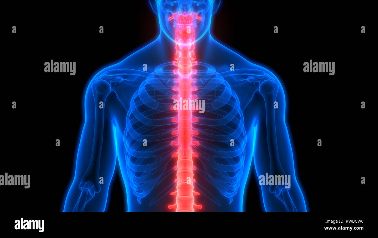 Human Skeleton System Vertebral Column Anatomy Stock Photo - Alamy