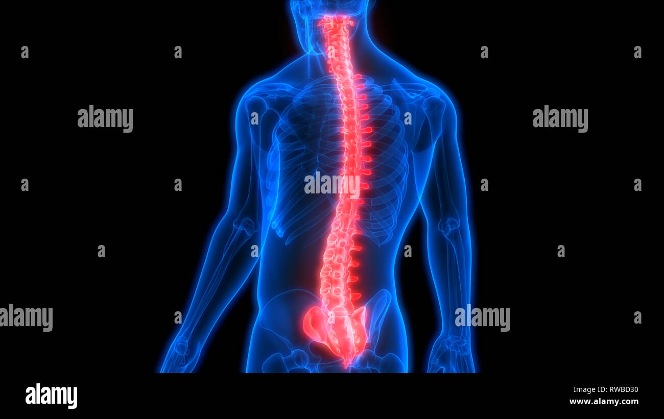 Human Skeleton System Vertebral Column Anatomy Stock Photo - Alamy