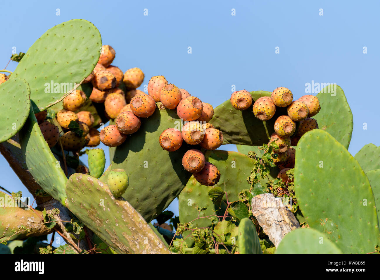 Close up on green prickly pears (Opuntia ficus indica) also known as ...