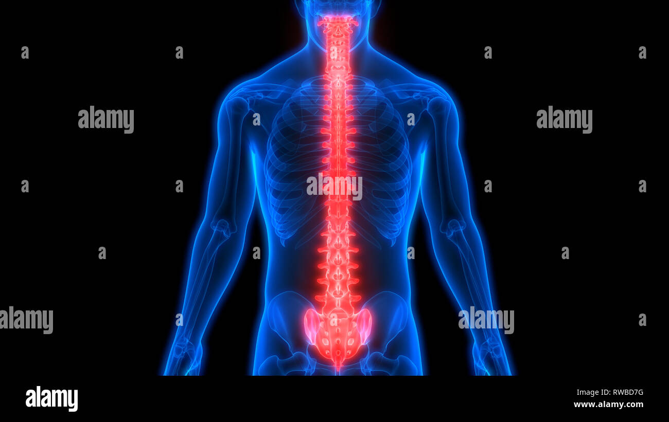Human Skeleton System Vertebral Column Anatomy Stock Photo - Alamy